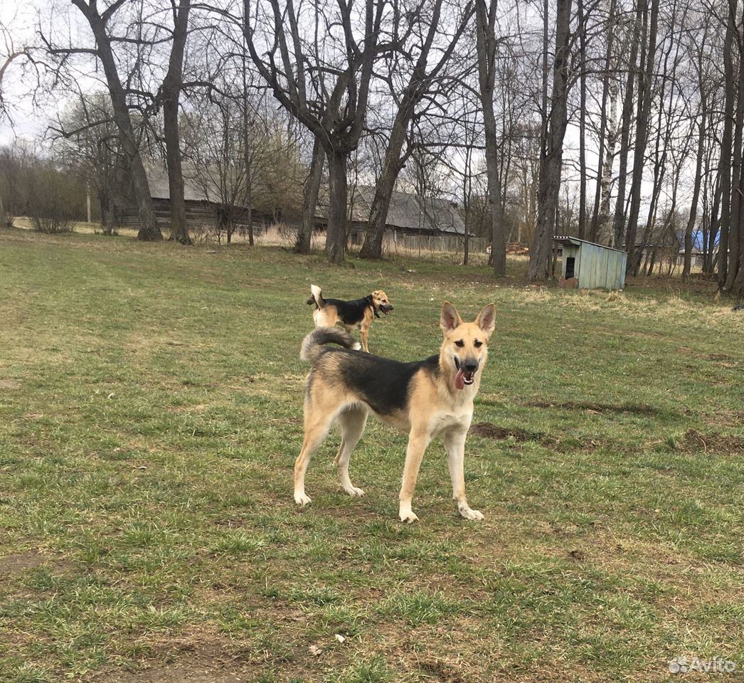 Пёс Милан в добрые руки