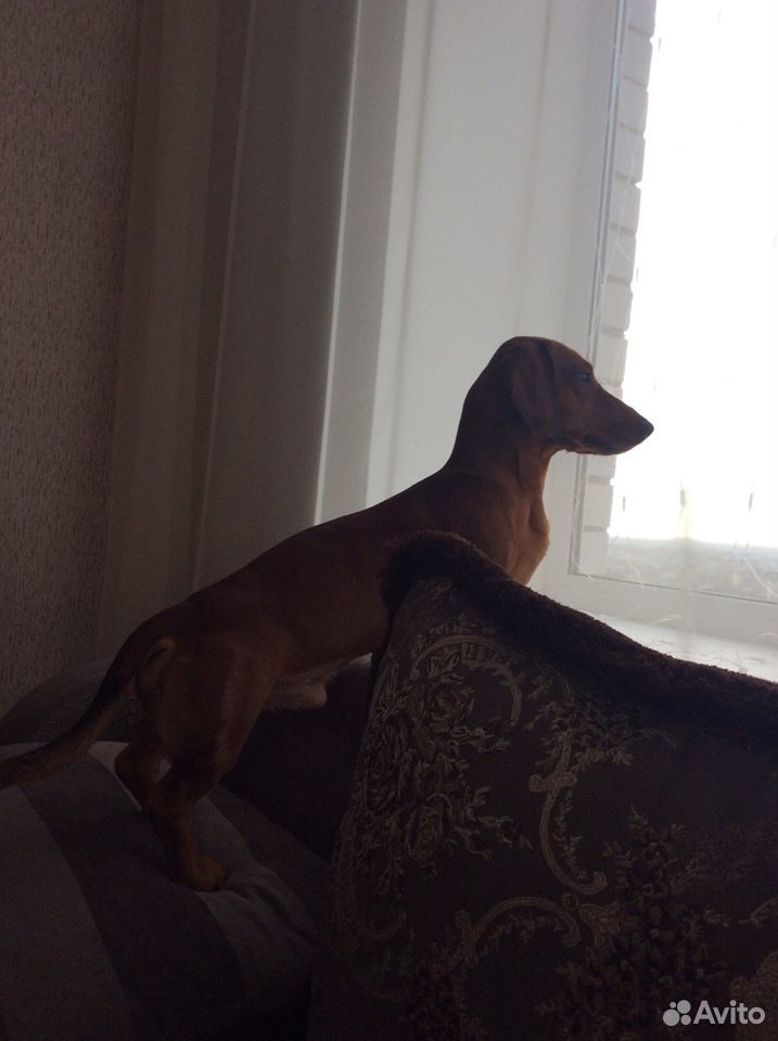 Такса Мальчик ищет девочку