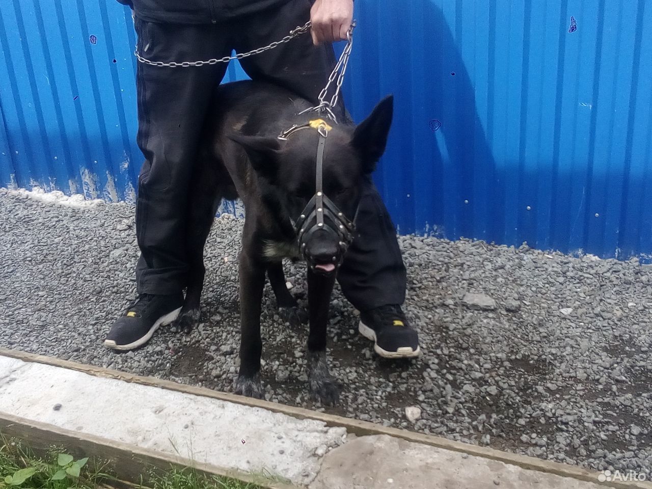Метис чёрного немца в дар
