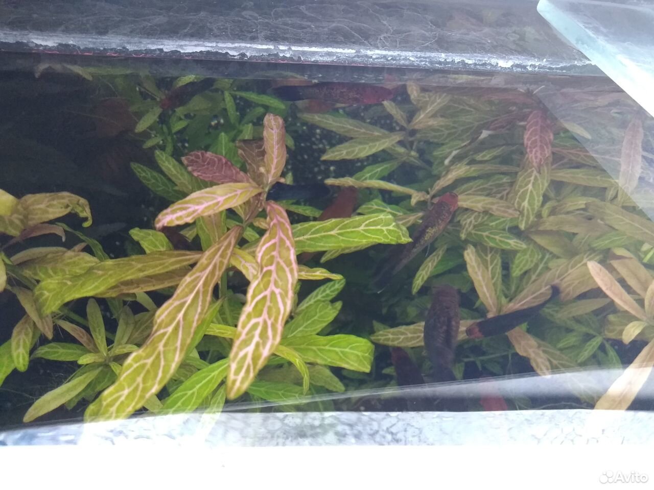 Аквариумные растения