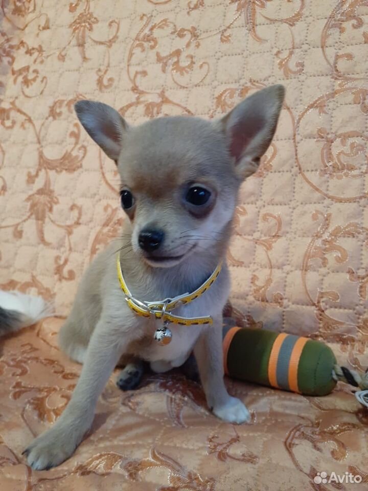 Необыкновенное чудо