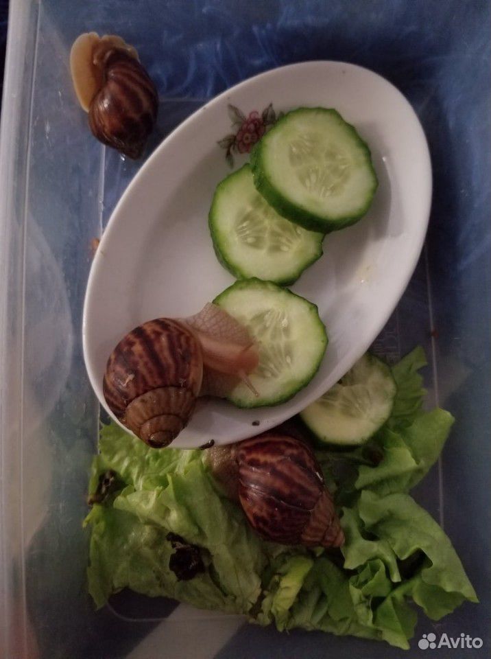 Улитка Ахатина