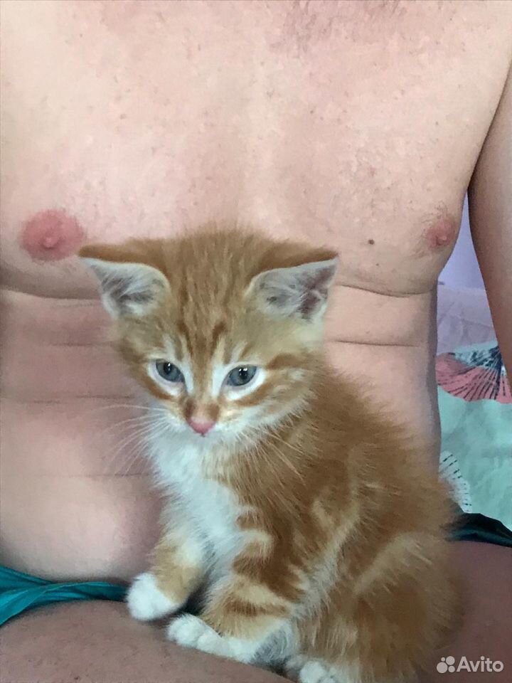 Кот