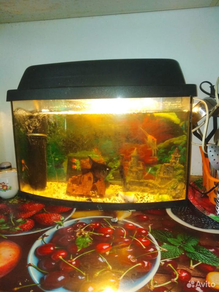 Аквариум с рыбками