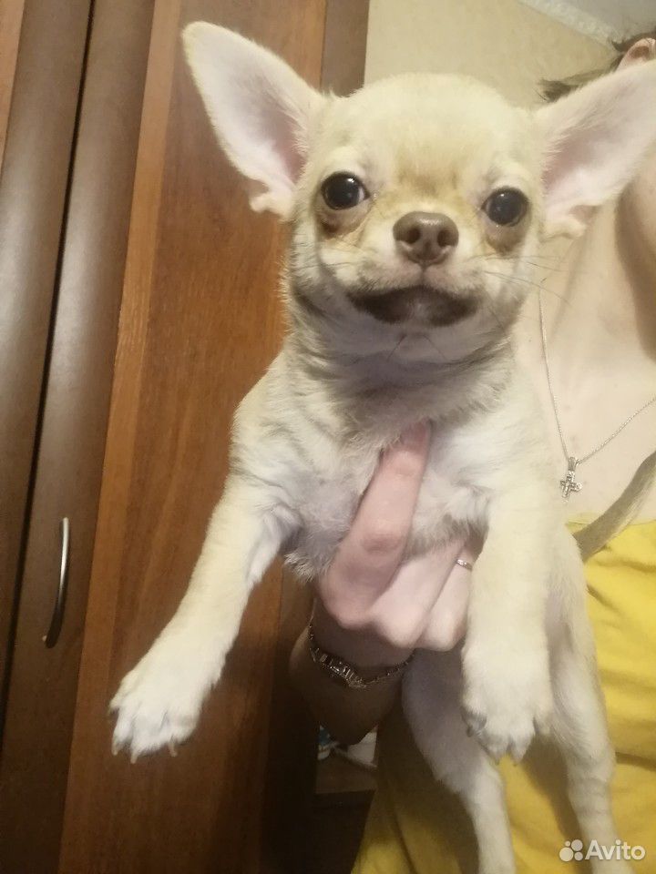 Мальчишка чишка