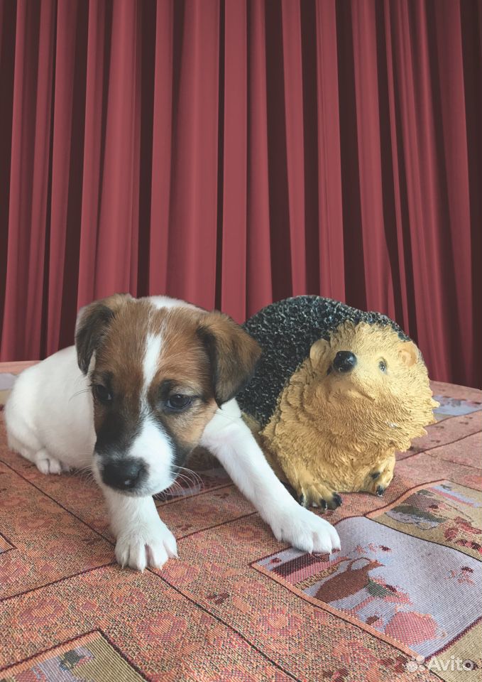 Щенки Джек Рассела