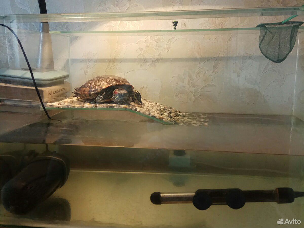 Красноухая черепаха