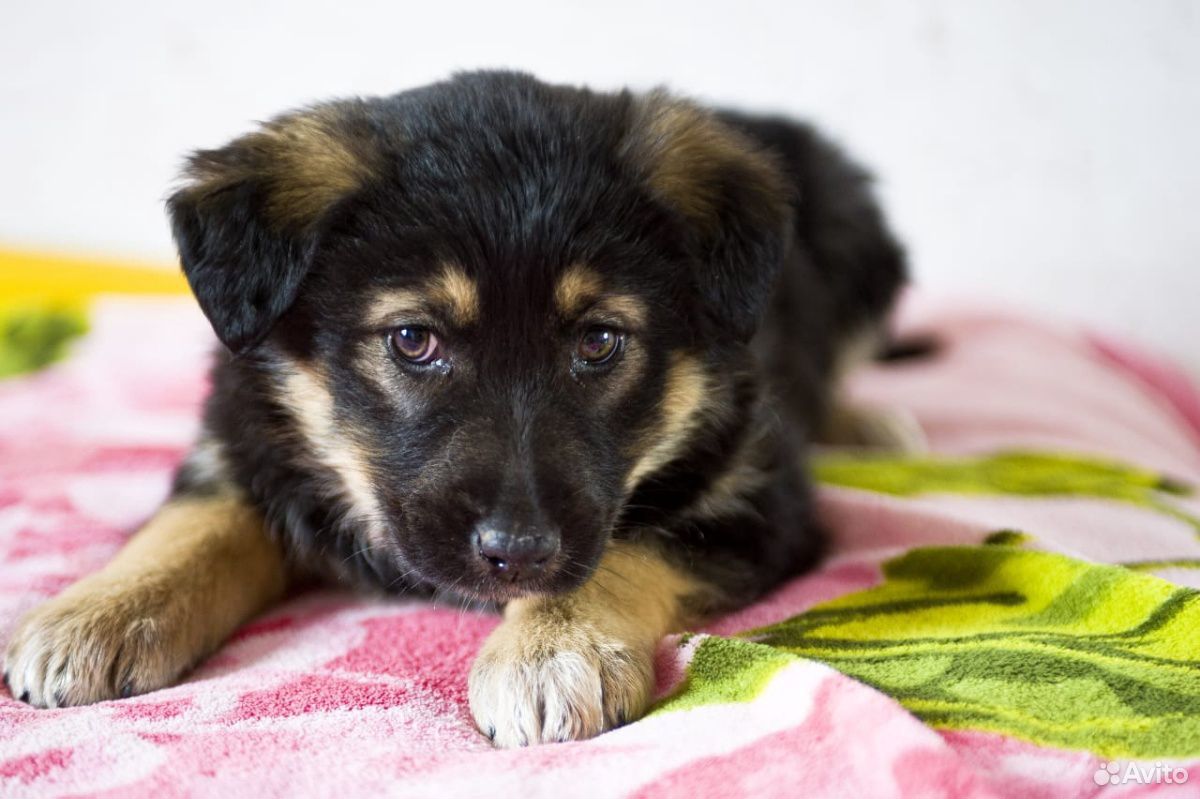 Шикарная овчароидная девочка (2 мес) в дар