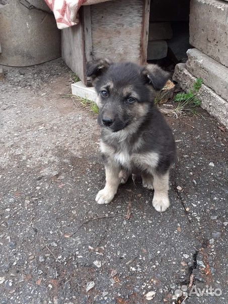 Щенок мальчик