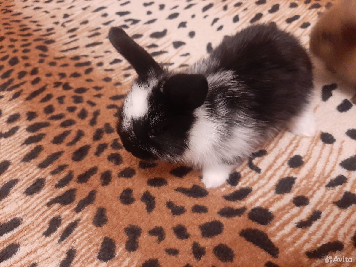 Кролики декоративные