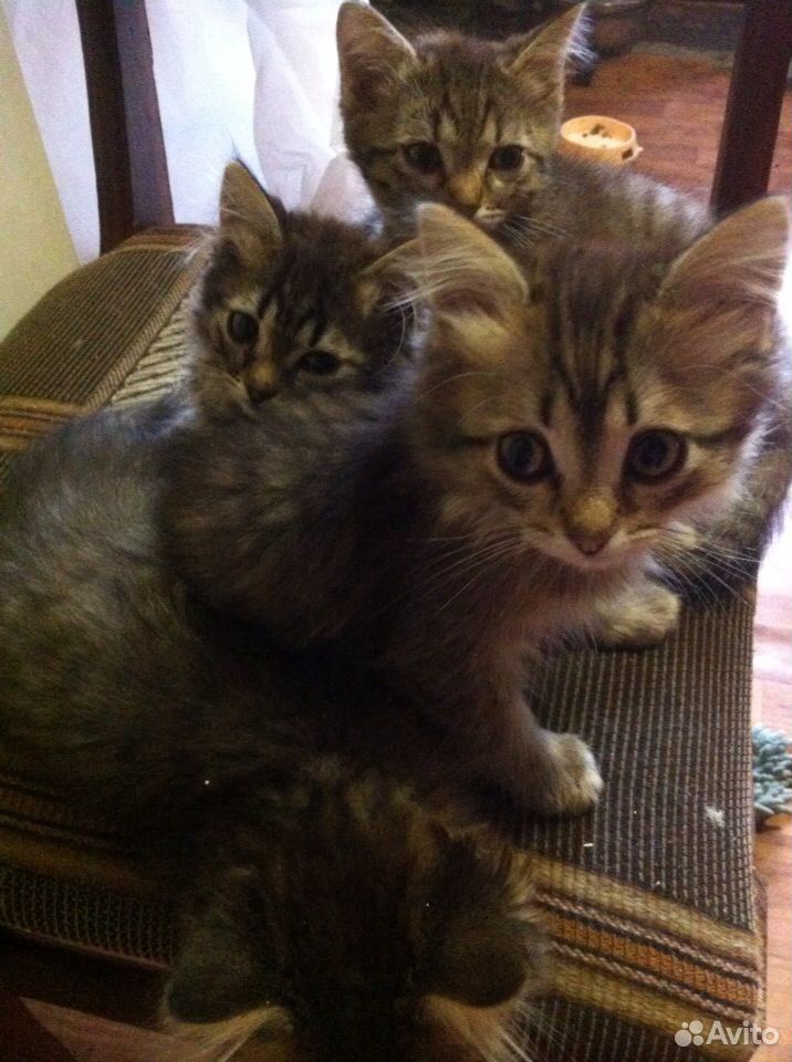 Котята ищут дом