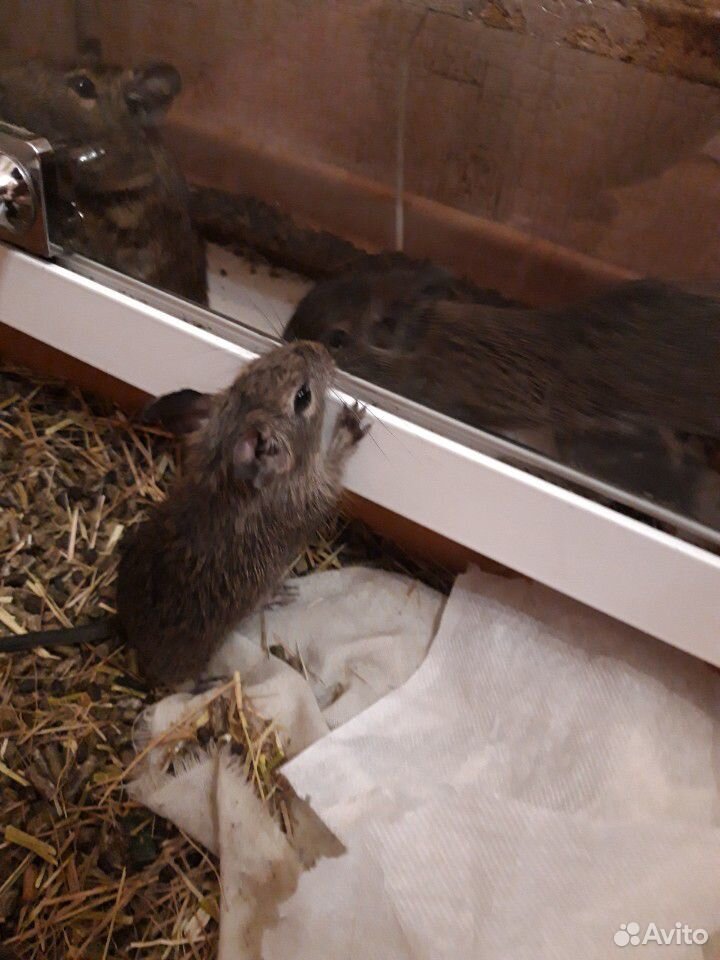 Ручные бельчата Дегу