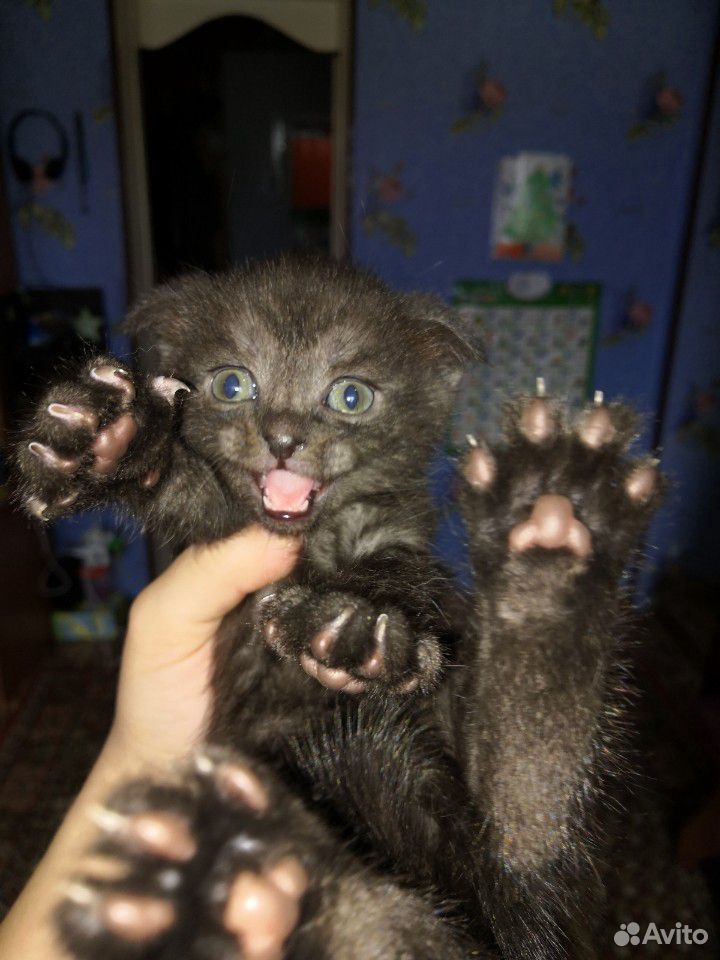 Дымчатый котята