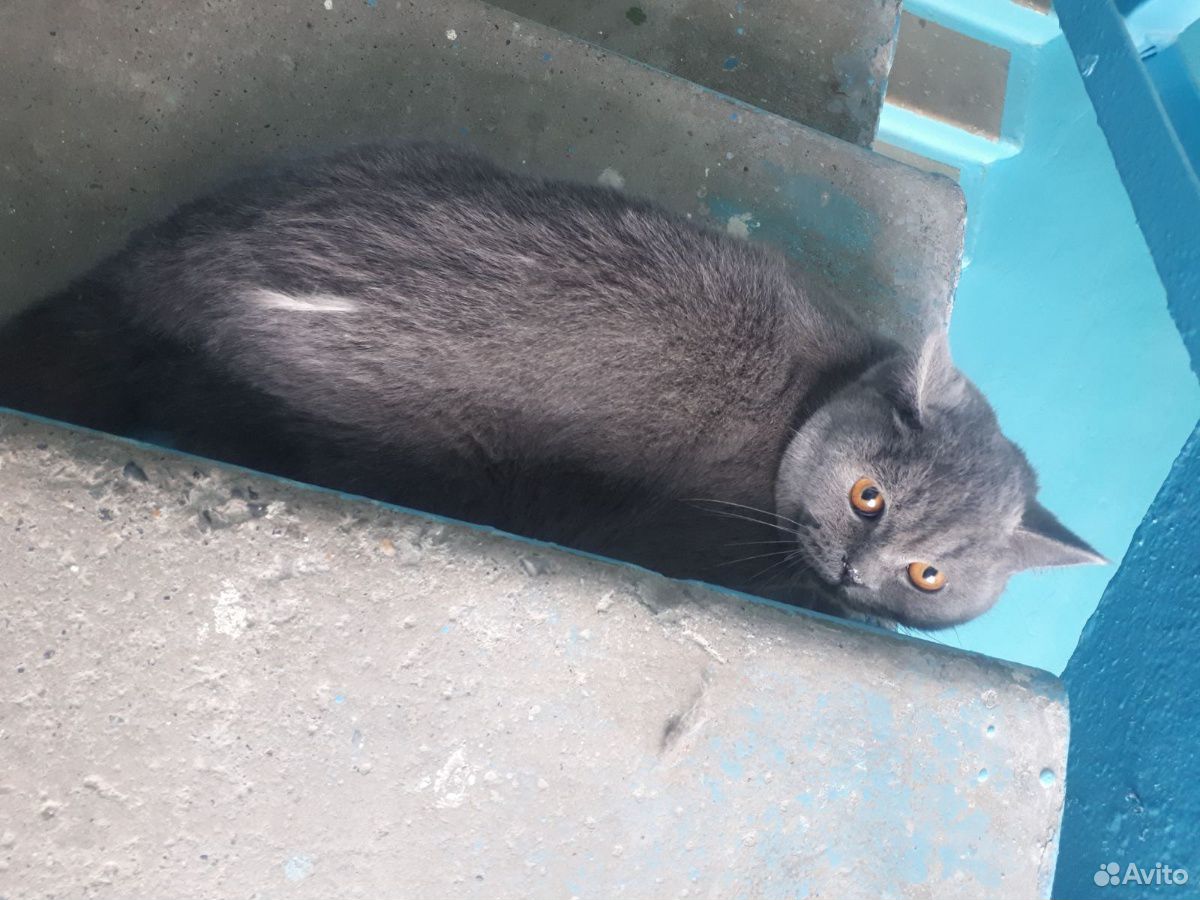 Найден котя