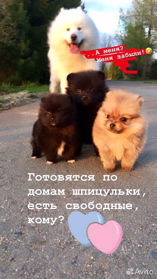 Шпиц крошки