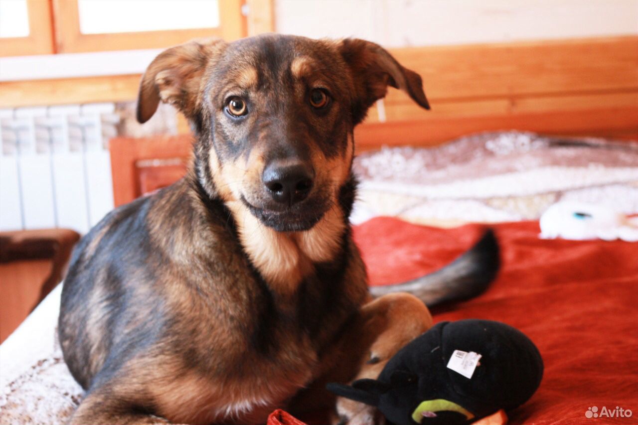 Собака, щенок, кобель, кастрирован