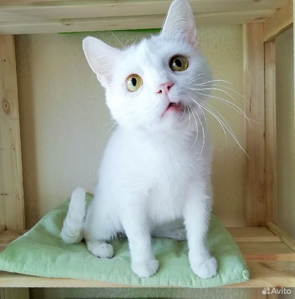 Котик Аксель