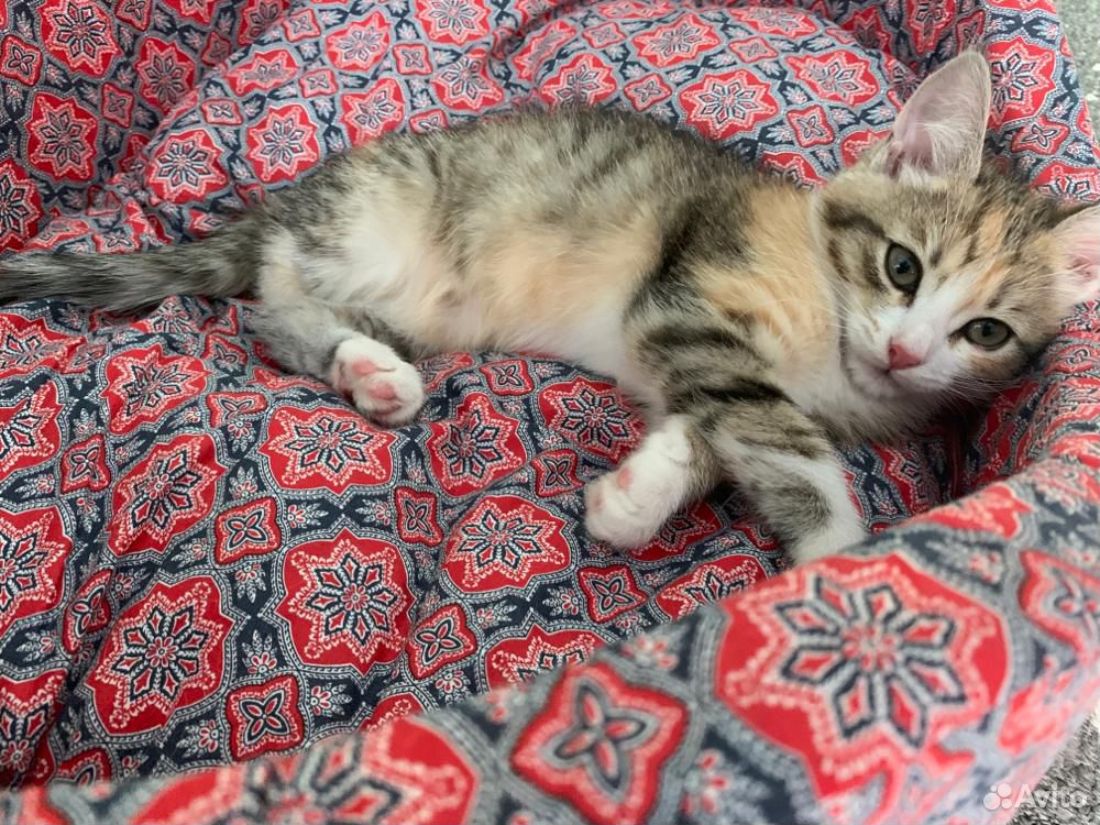 Котенок в дар