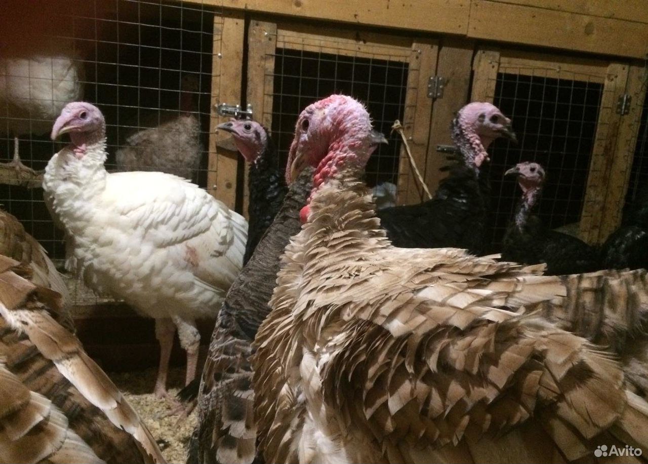 Индюк на племя