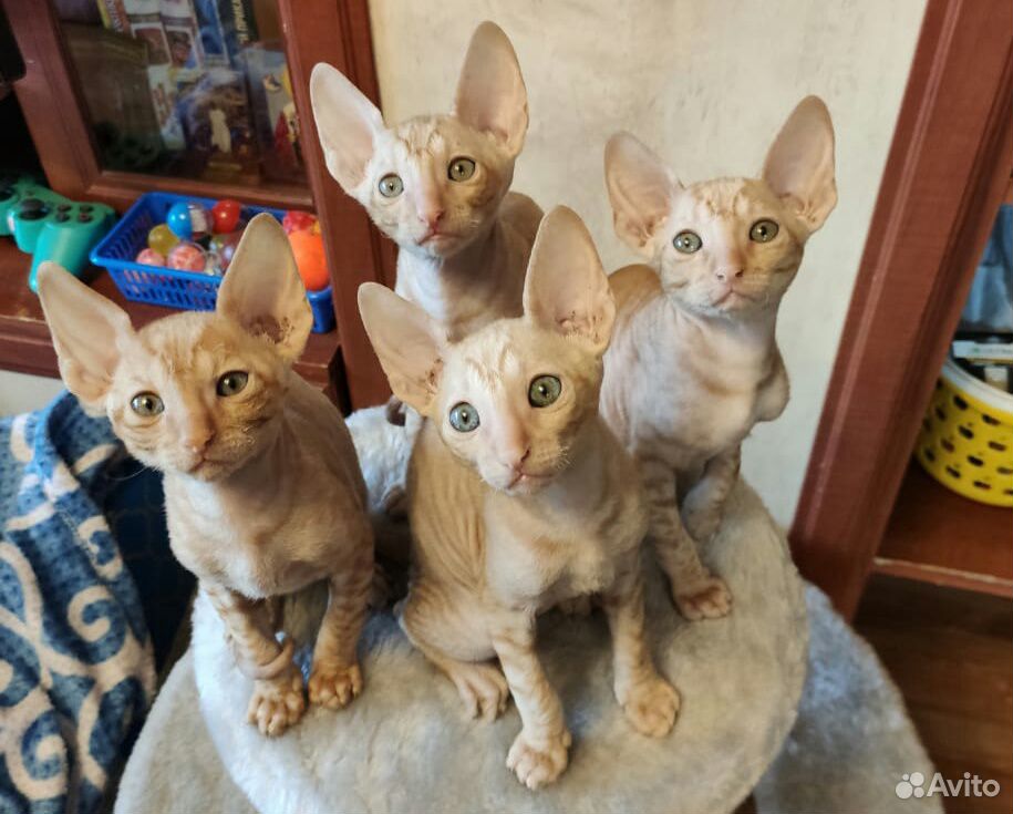 Котята корнишата