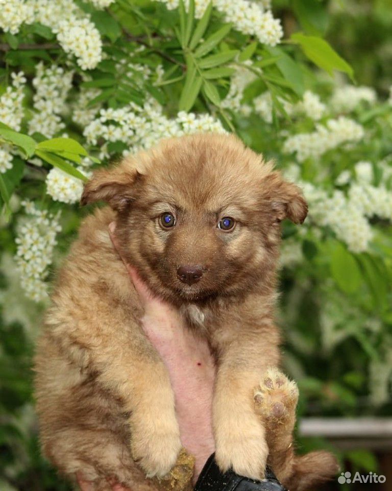 Щенок девочка 3.5 месяца