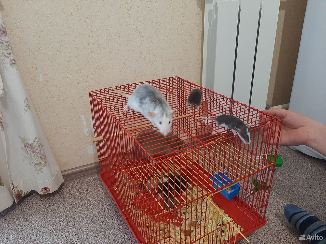 Маленькие крысята