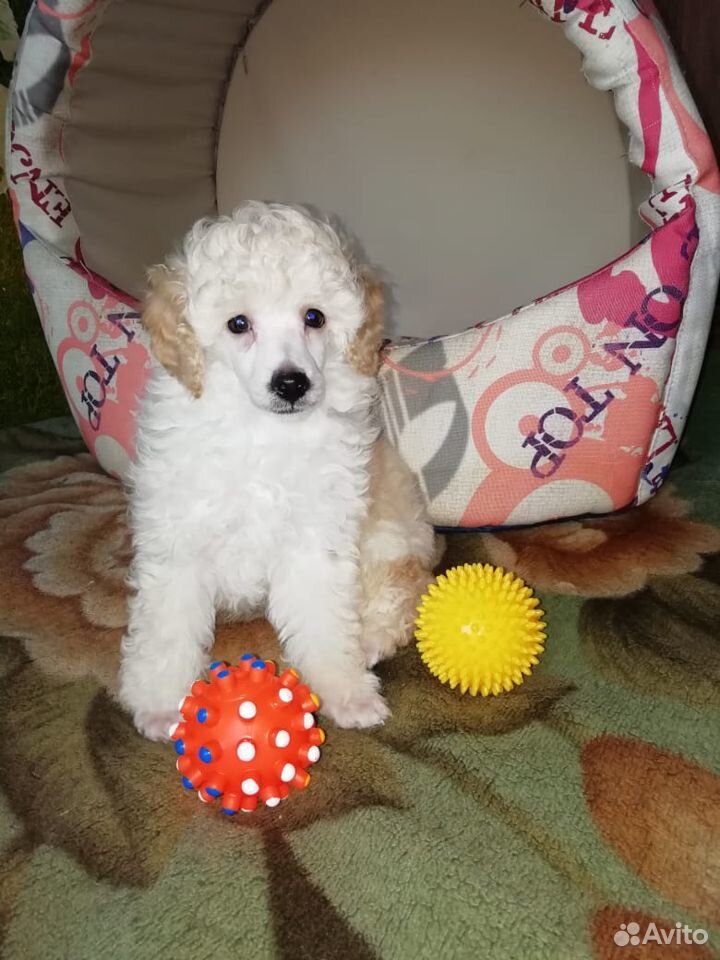 Пудель белый