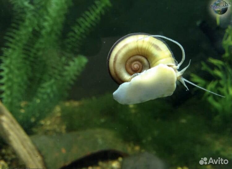 Улитка мариза
