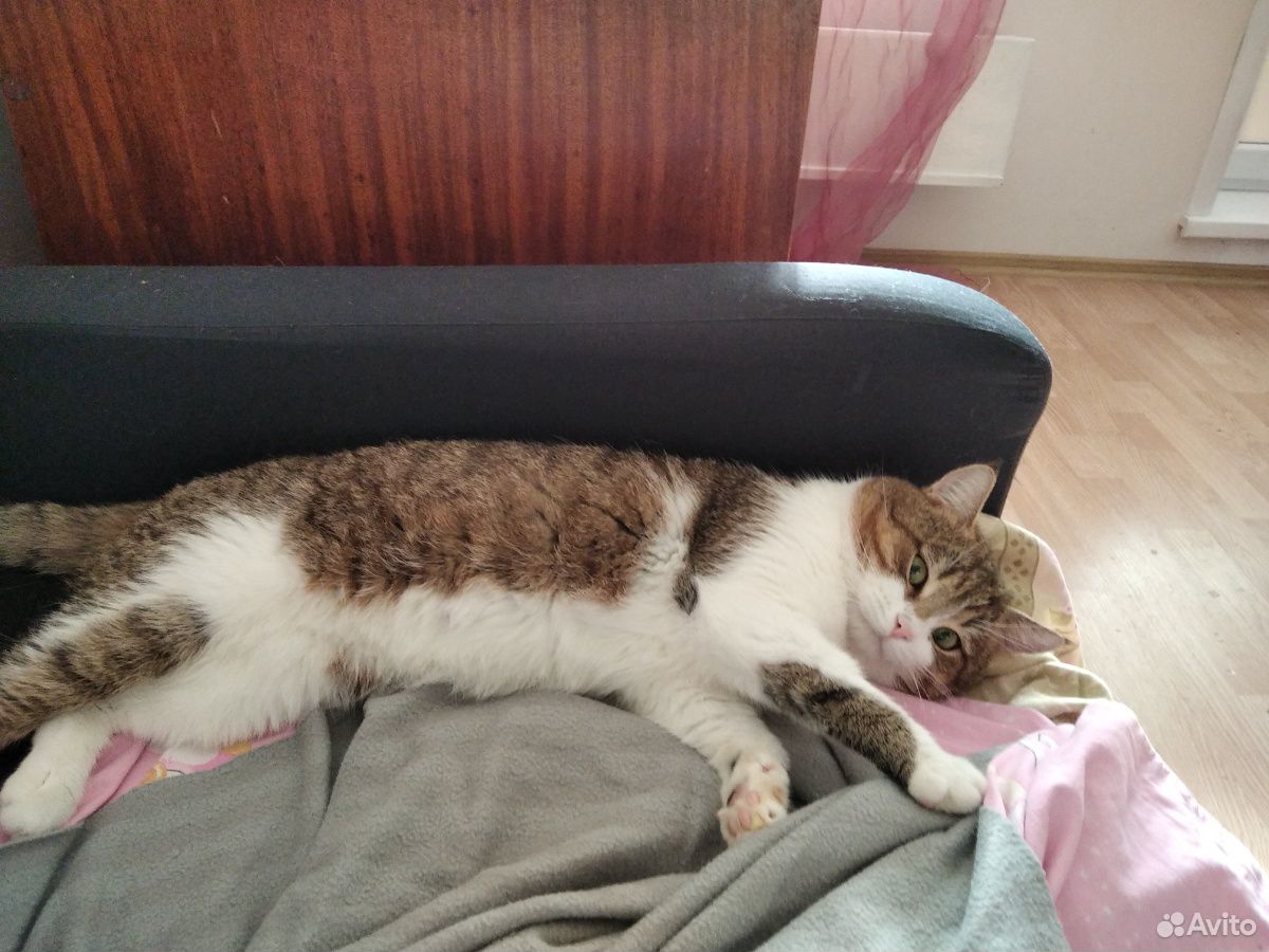 Кошка
