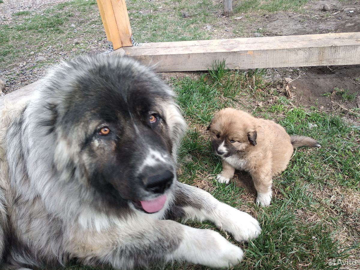 Кавказская овчарка