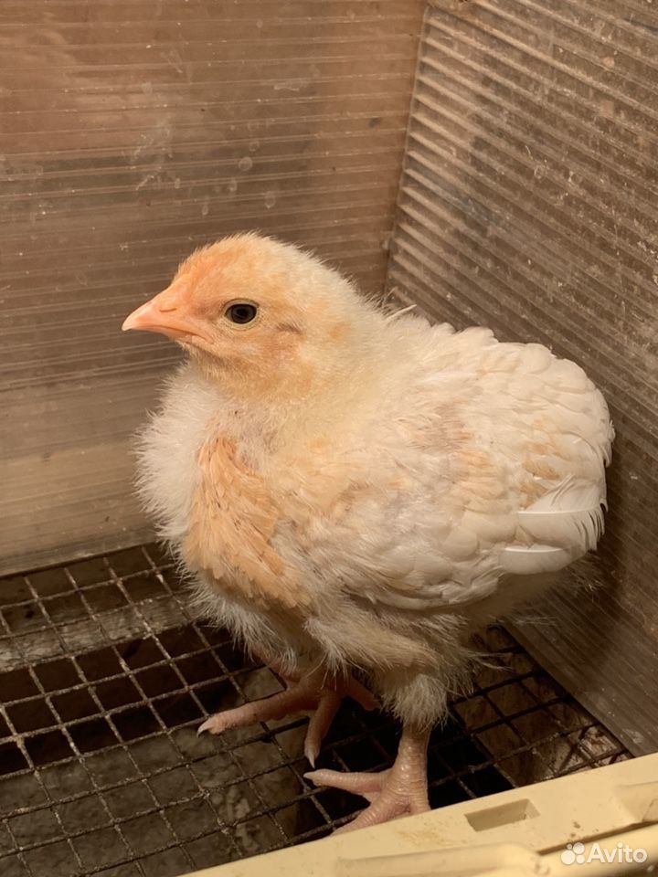 Цыпленок редбро