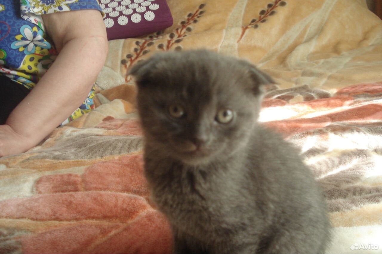 Шотландская вислоухая