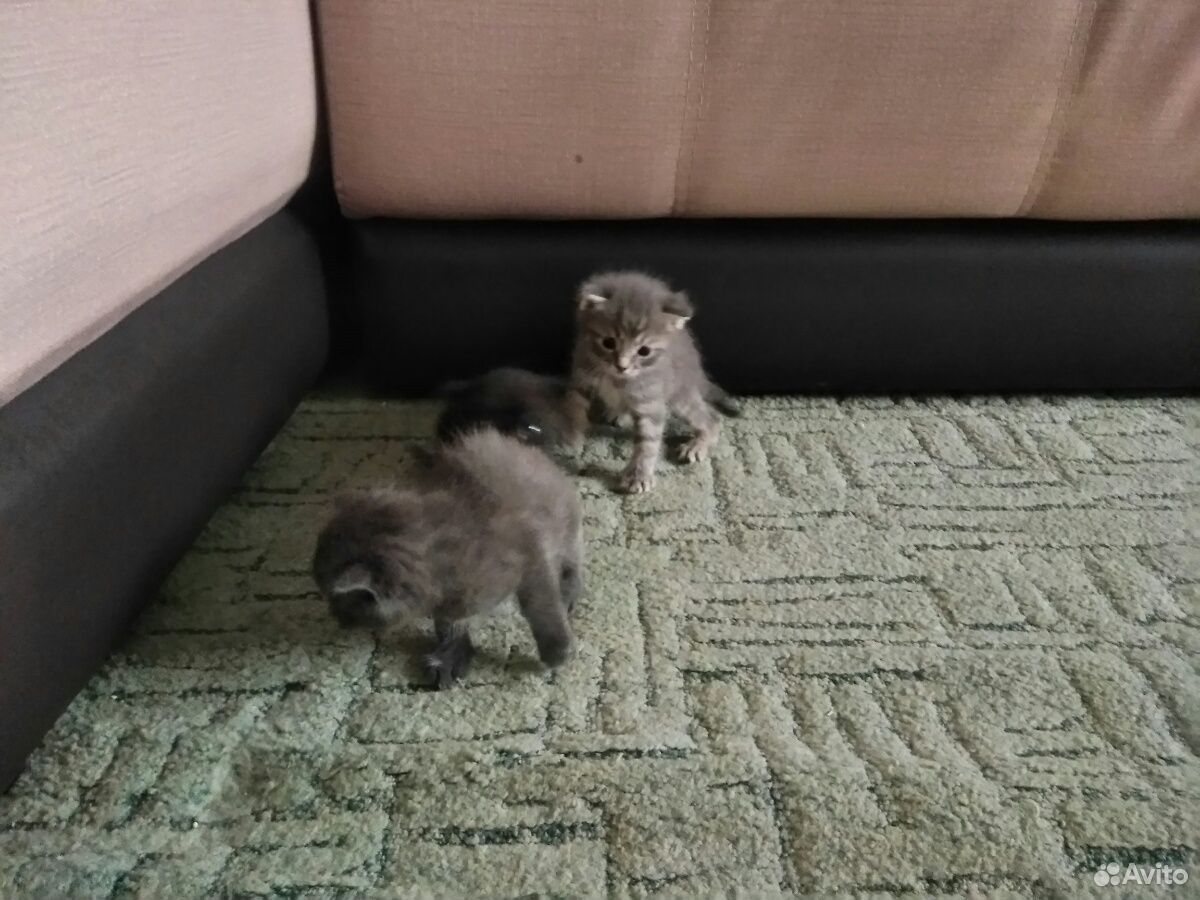 Отдам шикарных котят в добрые руки(1месяц)