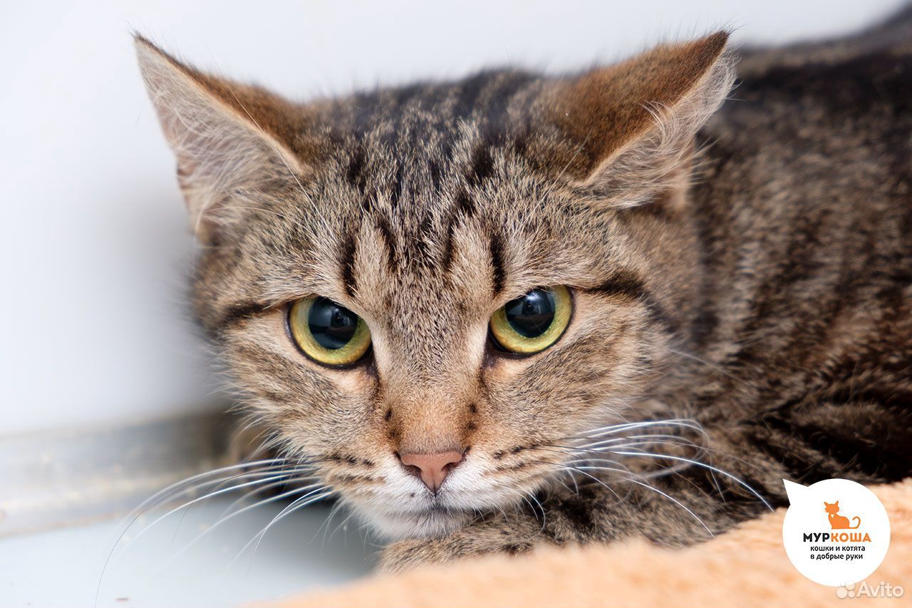 Активная и внимательная Лакомка