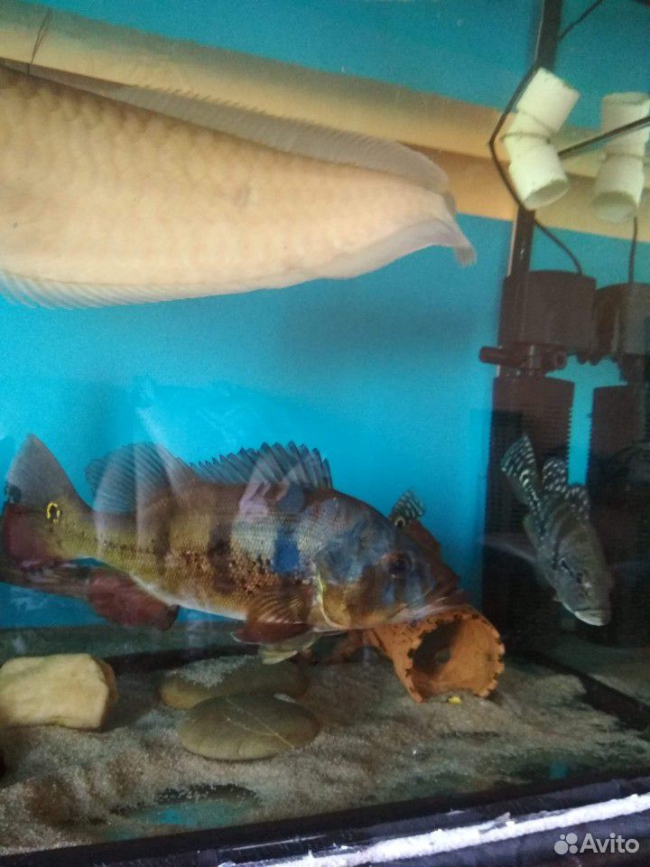 Продается цихлазома монокулус. год от роду продолж