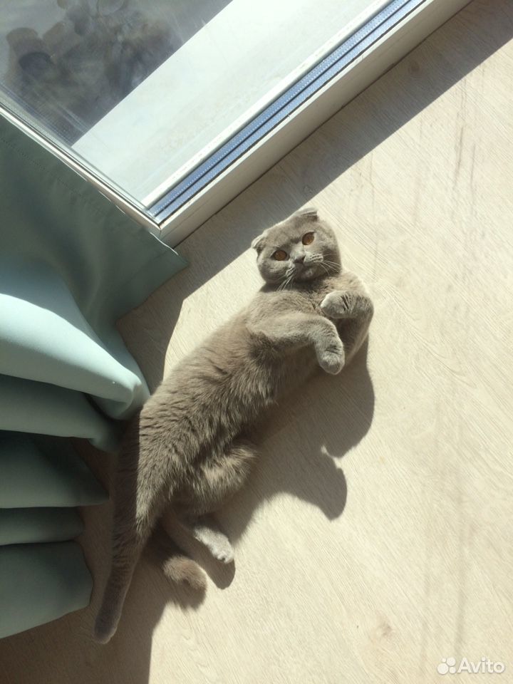 Британская (шотландская) вислоушка - отдам кошку