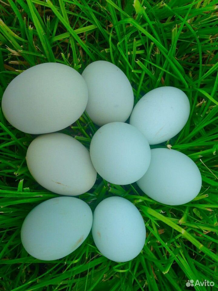 Синь-синь -дянь