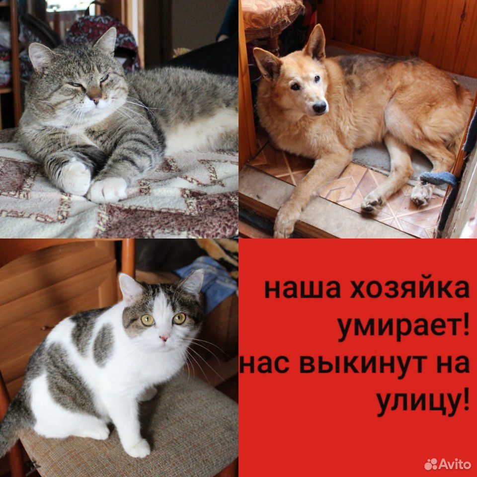 В добрые руки