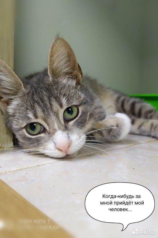 Котенок Артёмка дымчатый, полосатый, 4 месяца