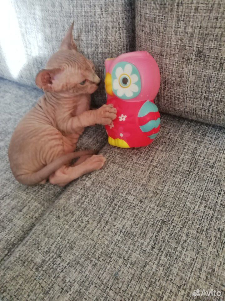 Канадский сфинкс мальчик