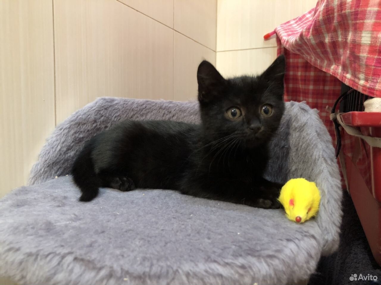 Котенок девочка 2 мес