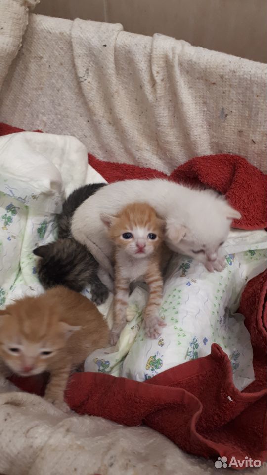 Найденыши котята ищут хозяев