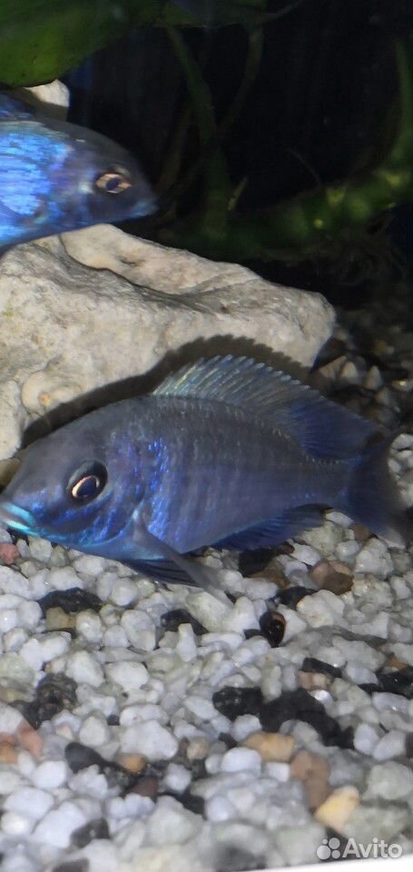 Рыба голубой дельфин