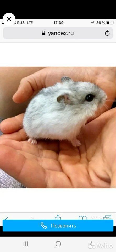 Джунгарский хомяк