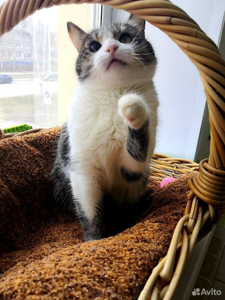 Кот Саймон