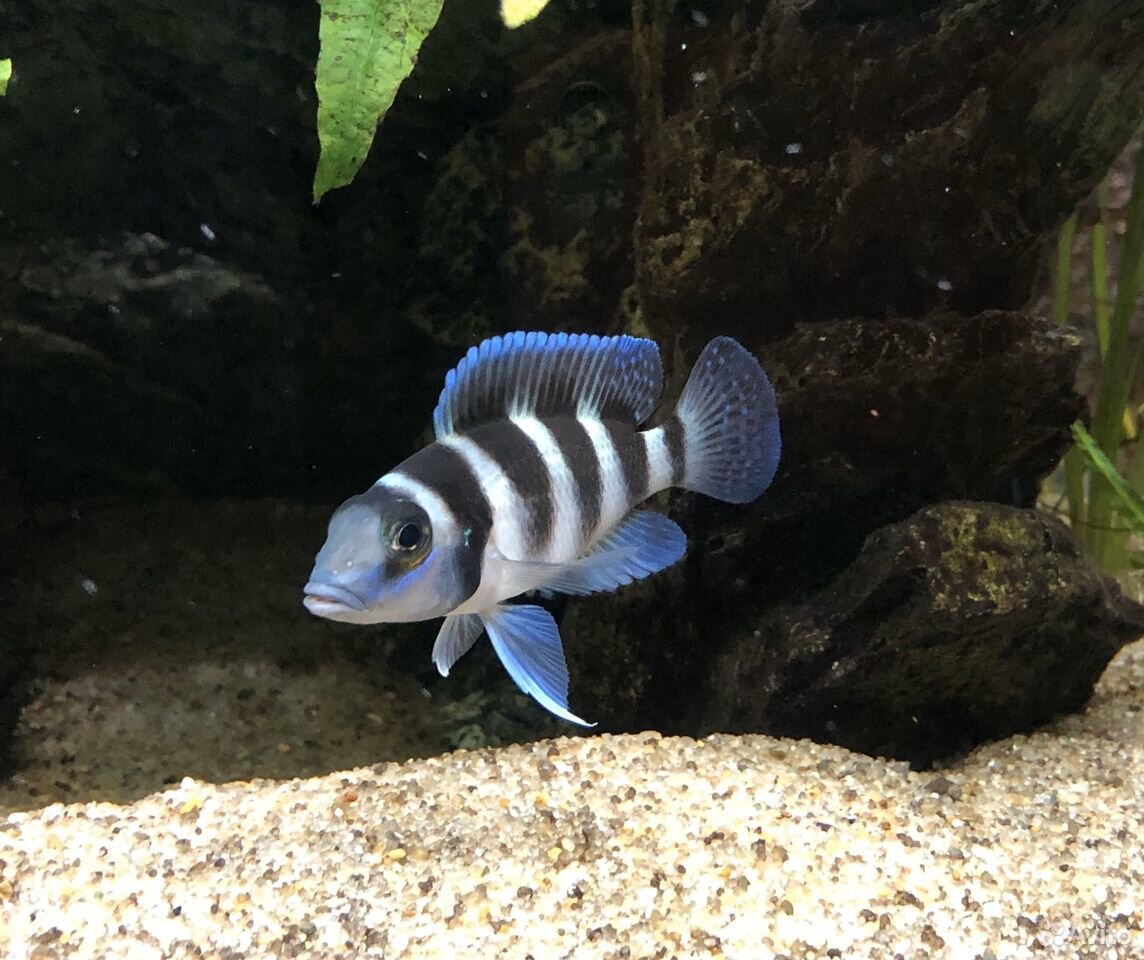 Neolamprologus tretocephalus