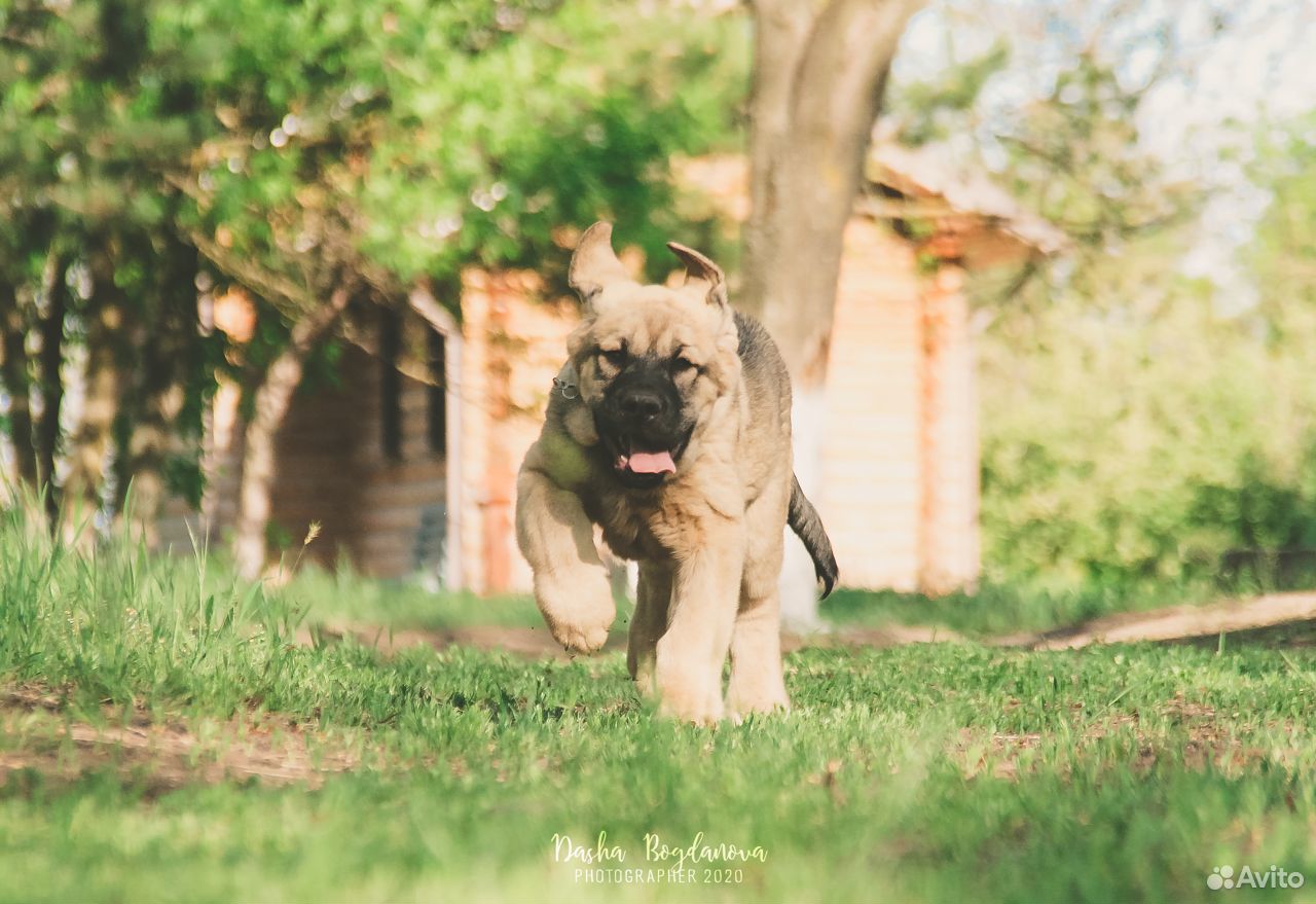 Щенки испанского мастифа