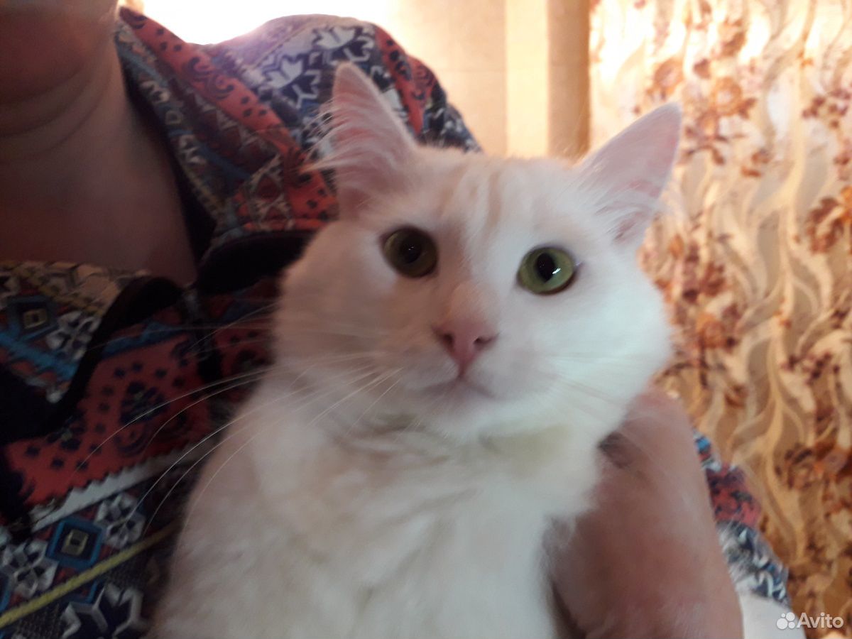 Кот,зовут Томас