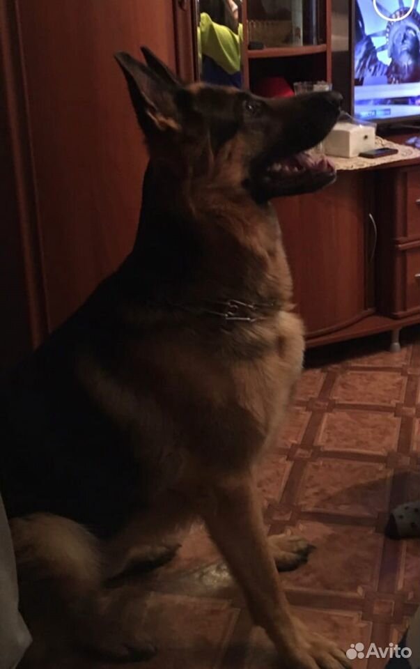Отдам немецкую овчарку