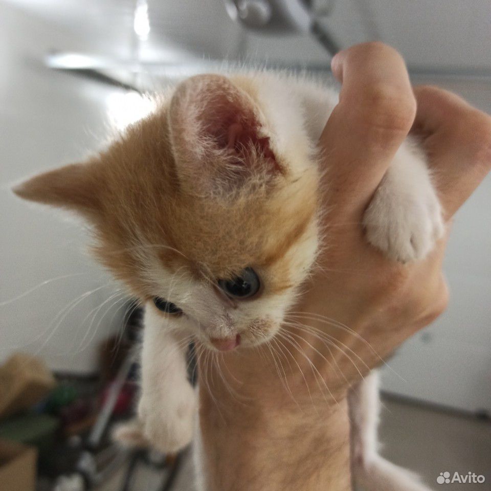 Кот в добрые руки со всем что нужно